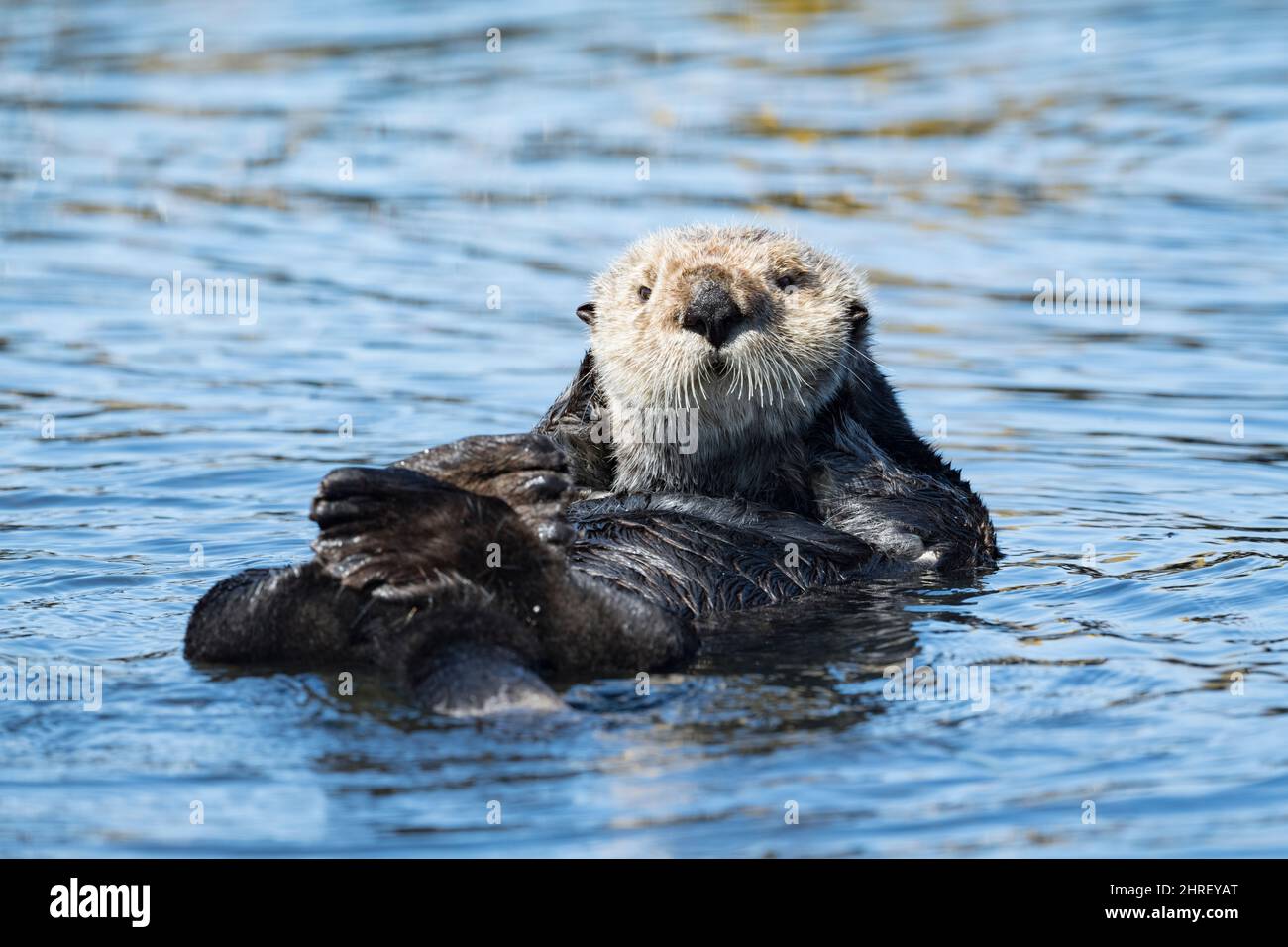 California sea otter, Enhyrdra lutris nereis ( threatened species ...