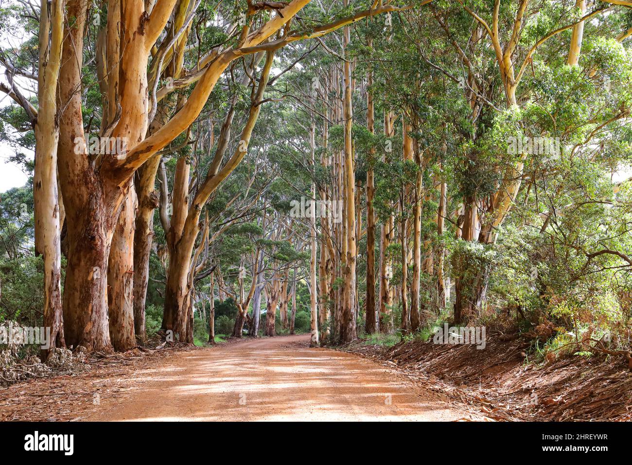Trail through the Karri Forest near Denmark Stock Photo - Alamy