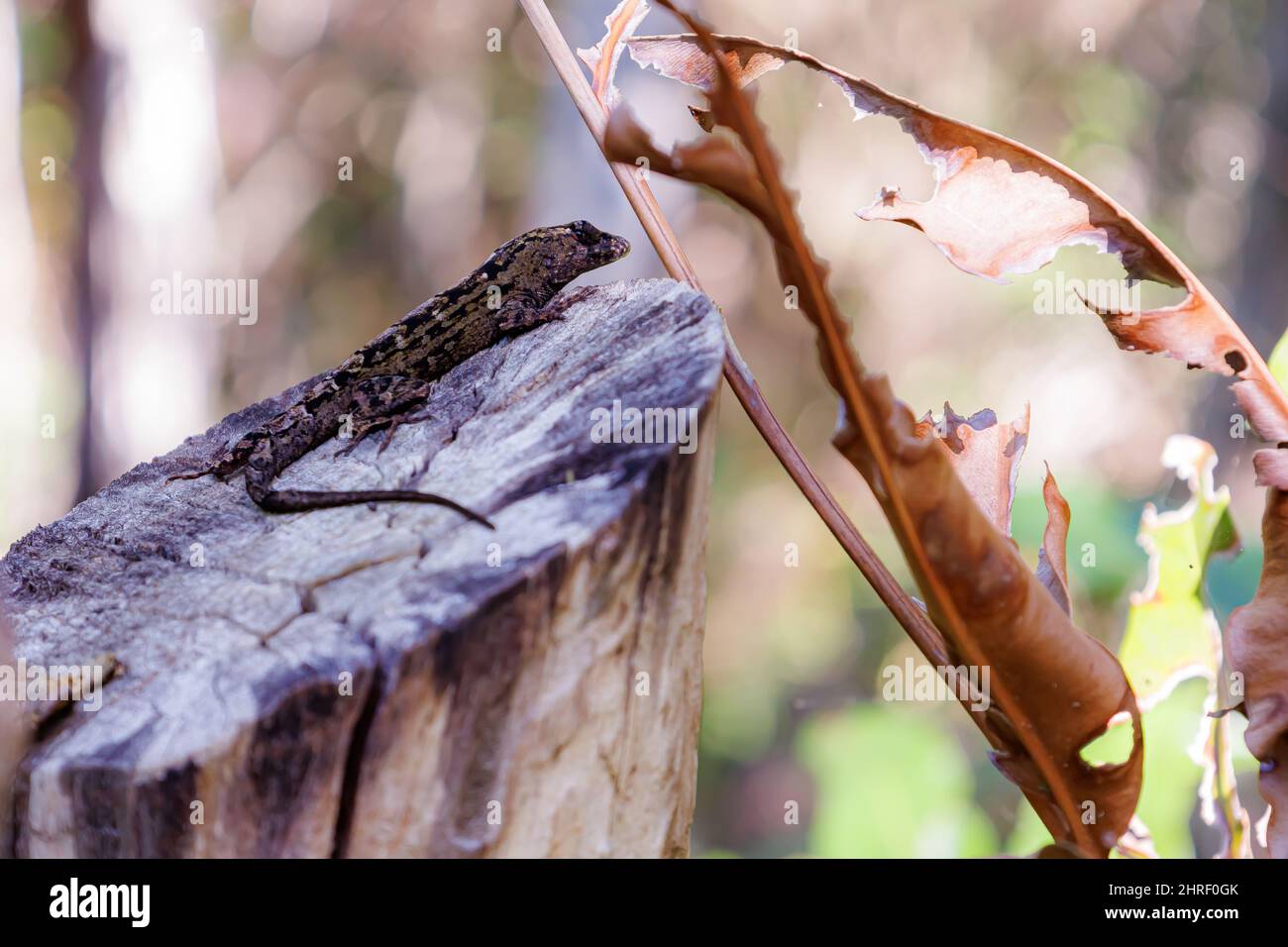 Closeup of a lizard on a bark Stock Photo - Alamy