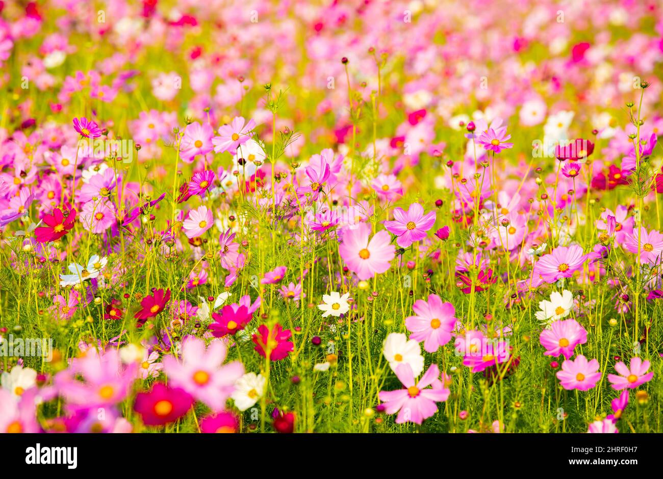 Beautiful field with pink cosmos flowers Stock Photo - Alamy