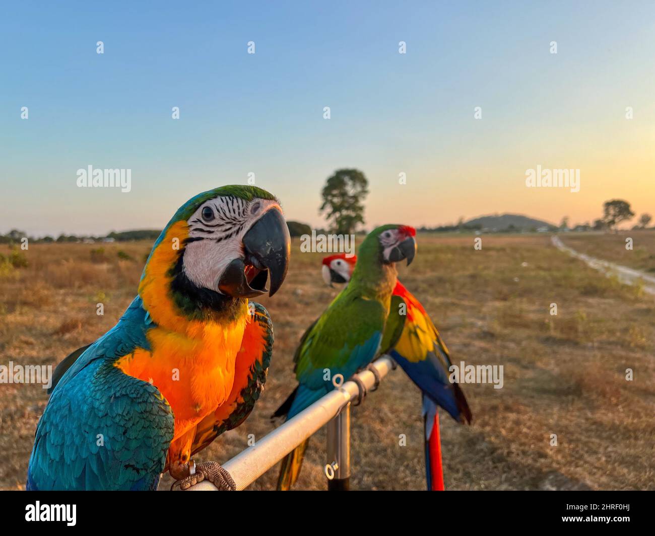 Closeup shot of a blue gold macaw, a military macaw and a scarlet macaw ...