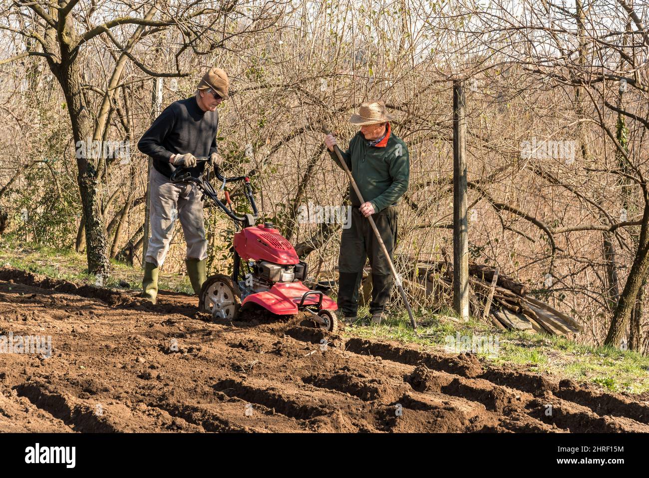 Two elderly men tilling ground soil with a rototiller in the garden ...