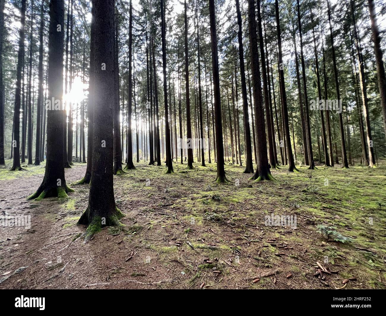 Tall trees in a forest under sunlight Stock Photo - Alamy