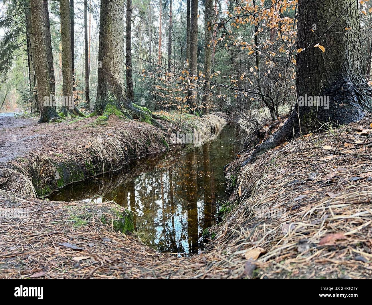 Pond in a forest with tall trees Stock Photo - Alamy