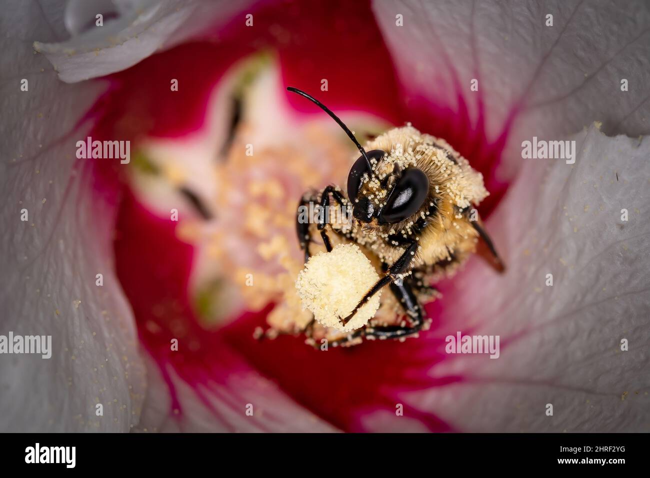 Bee on the flower doing pollination Stock Photo - Alamy