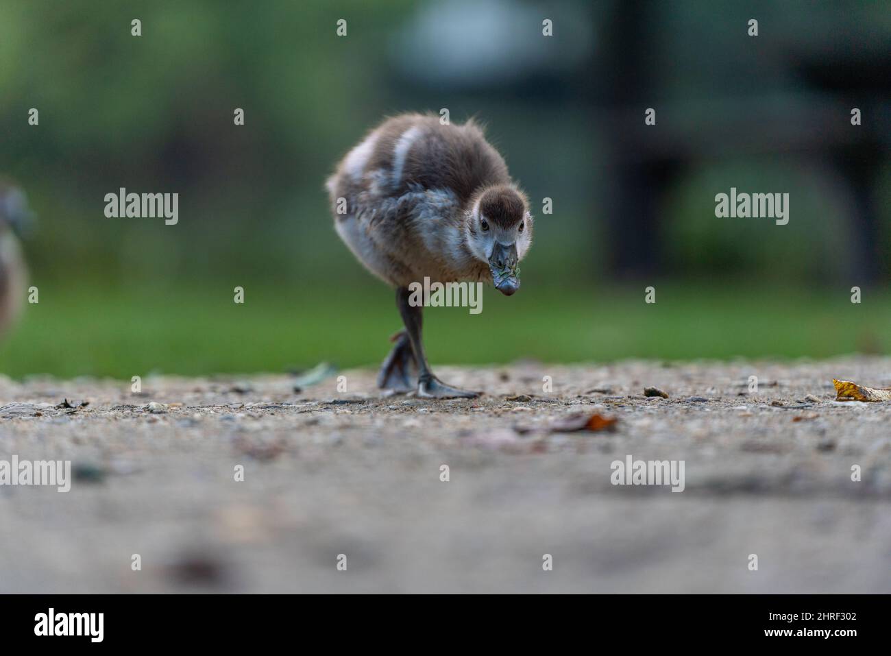 Close-up shot of the two small baby wader bird crossing a road Stock ...