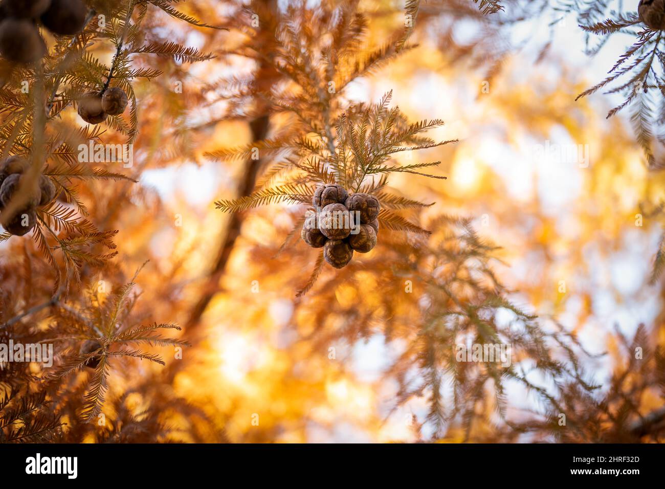 Cypress balls hi-res stock photography and images - Alamy