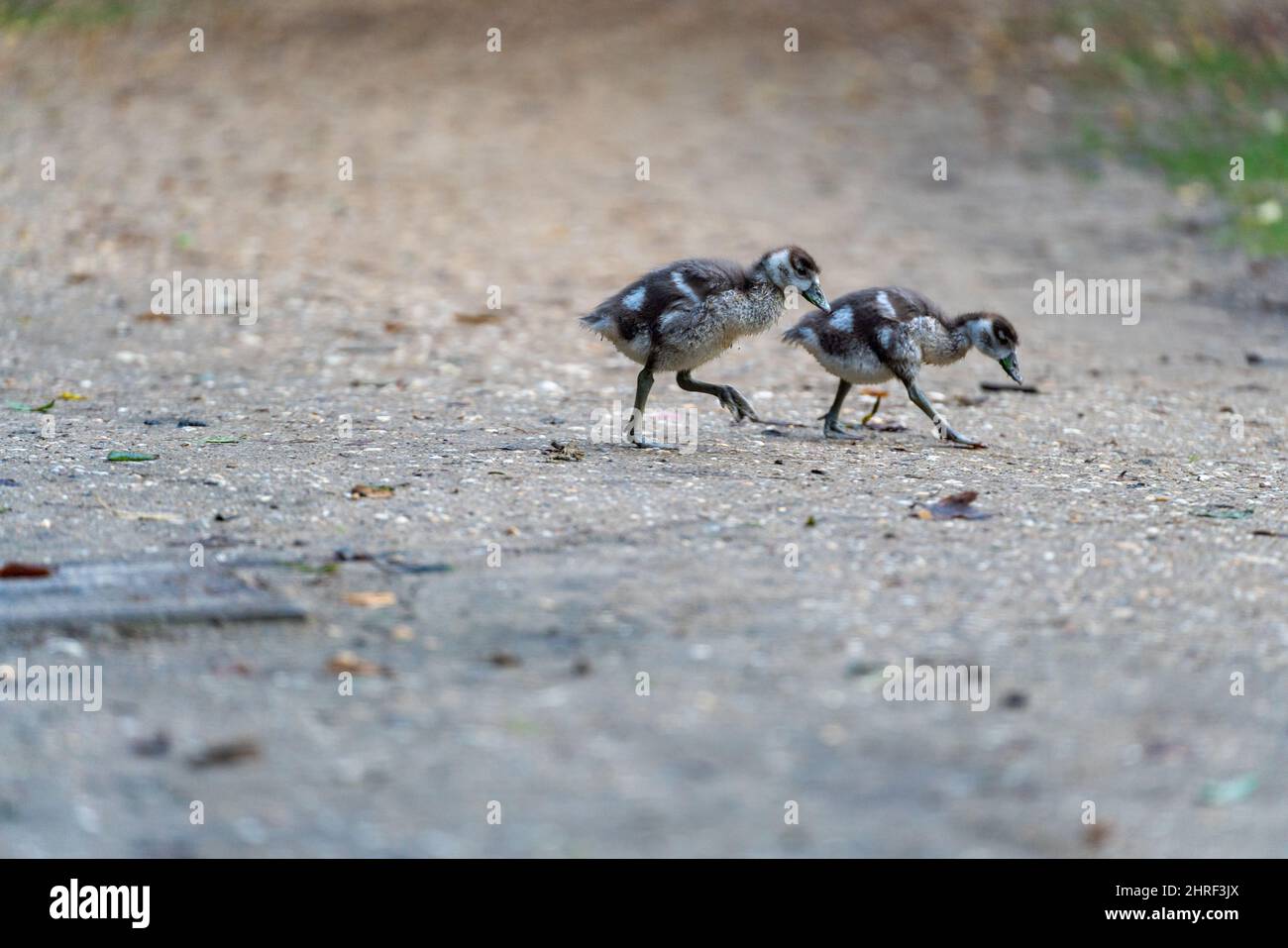 Close-up shot of the two small baby wader bird crossing a road Stock ...