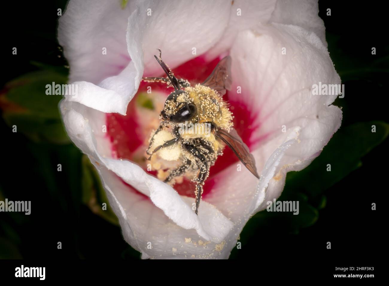 Bee on the flower doing pollination Stock Photo - Alamy