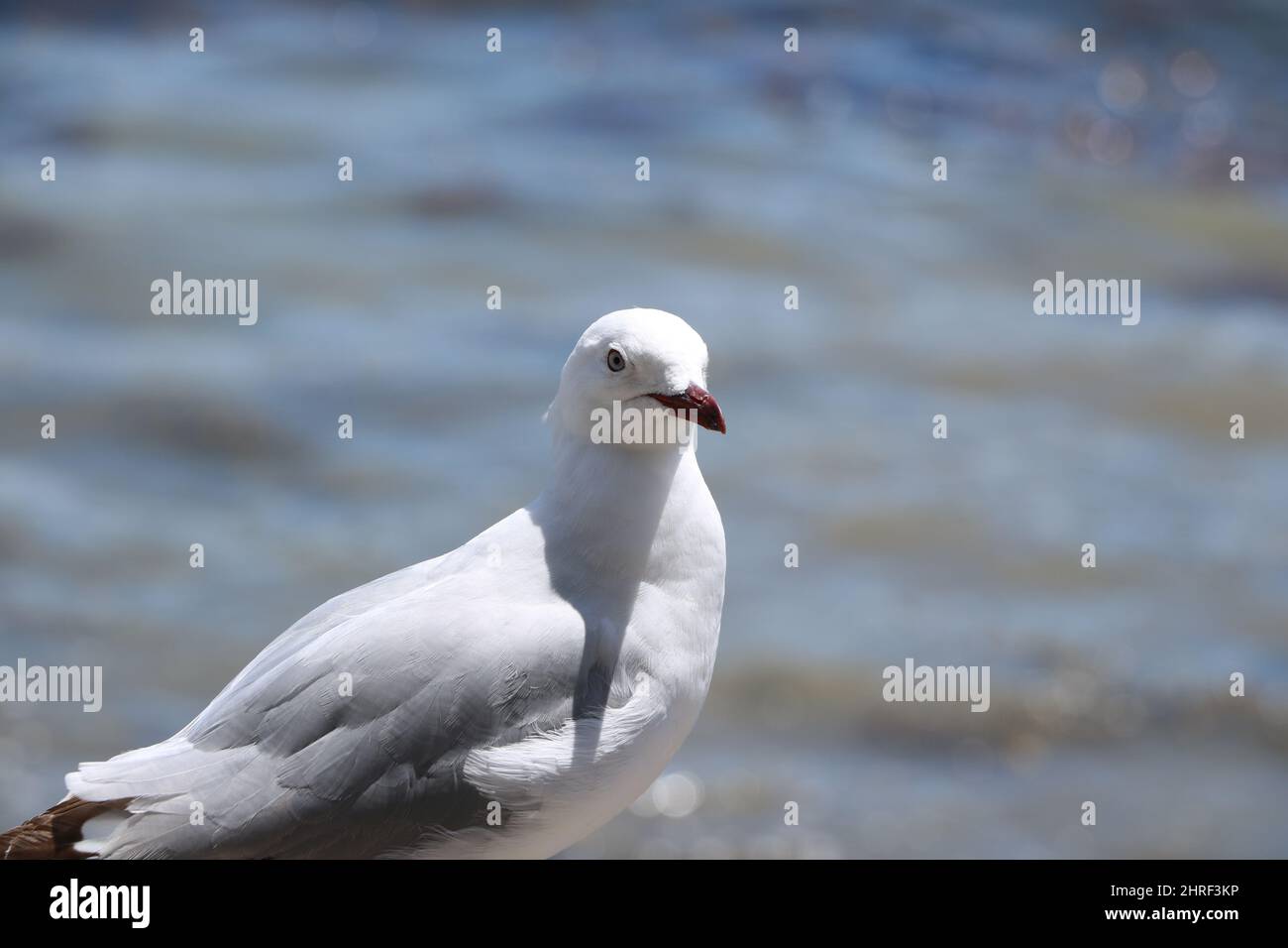 Beautiful shot of a seagull near a lake during the day Stock Photo - Alamy