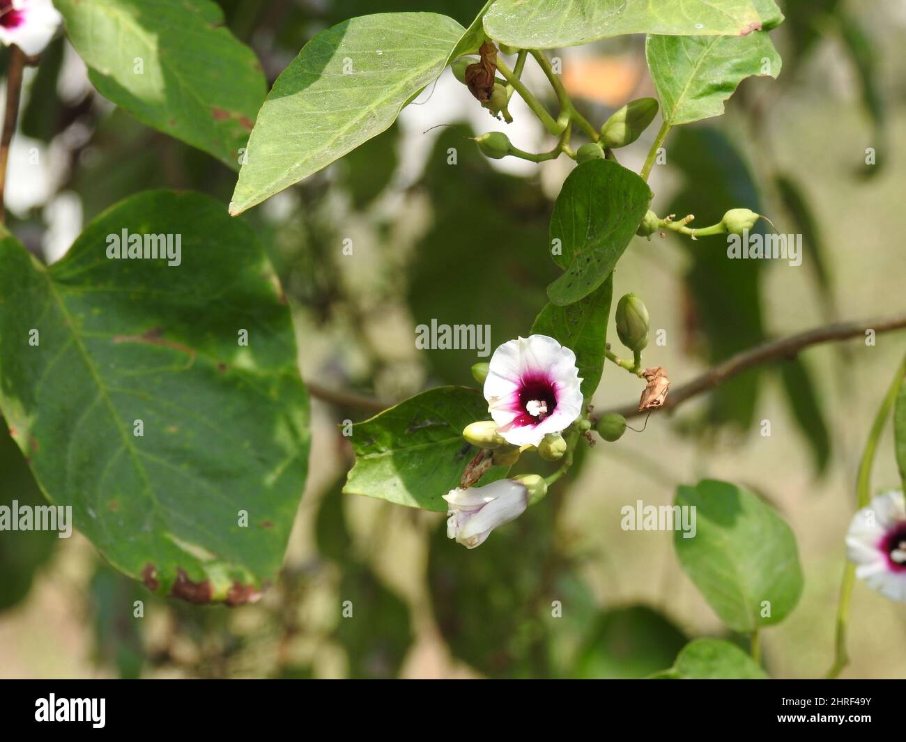 Selective focus shot of white and pink glory hibiscus on a tree branch ...