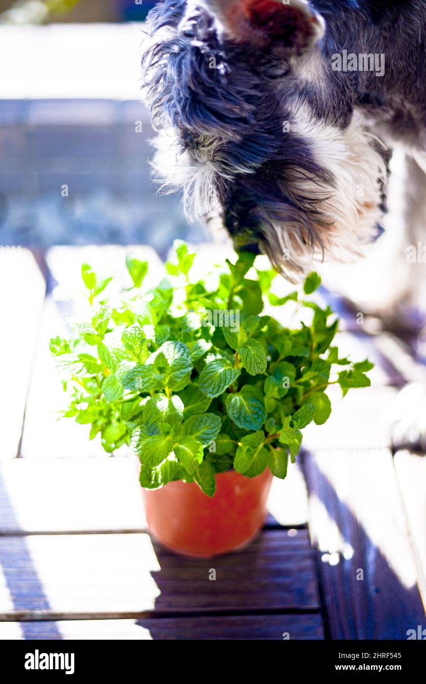 Vertical shot of a dog smelling peppermint plants in a vase Stock Photo ...