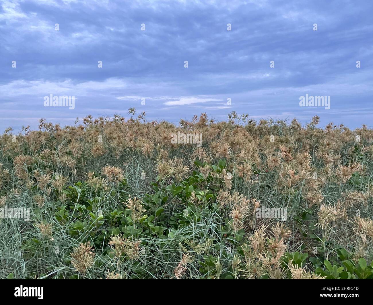 Top view forest sky hi-res stock photography and images - Alamy