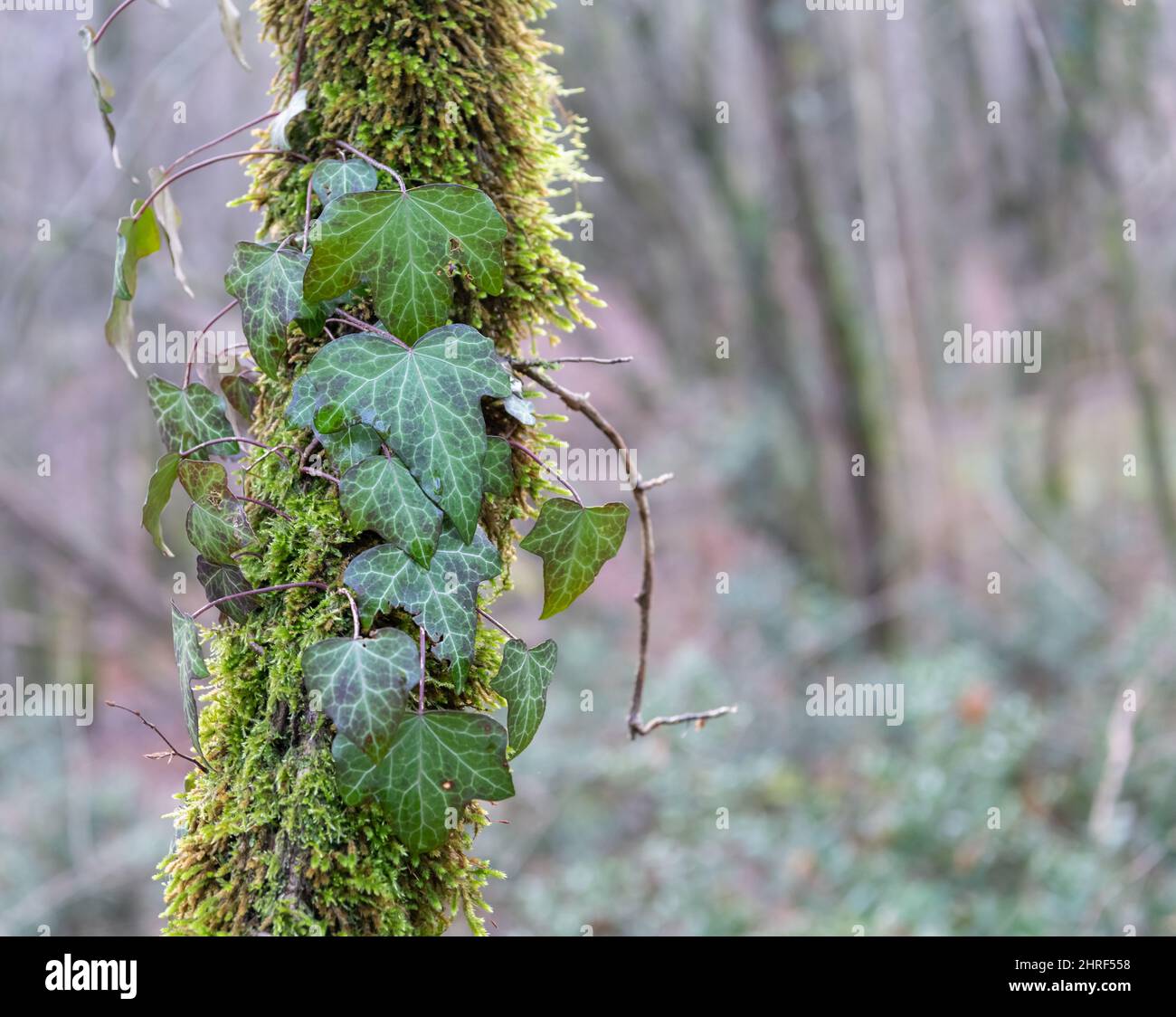 Soft focus of an ivy vine creeping on a trunk covered with moss Stock ...