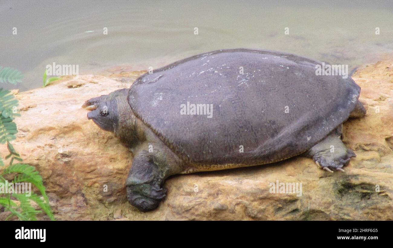 Southern New Guinea giant softshell turtle on the coast of the lakeside ...