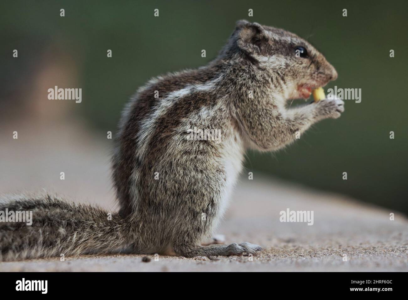Tamia animal hi-res stock photography and images - Alamy
