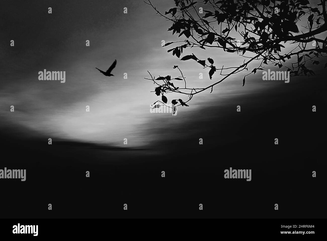 Bird in air Black and White Stock Photos & Images - Alamy