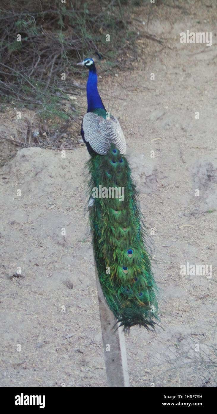 Beautiful Indian peafowl with colorful tail in its natural habitat in ...