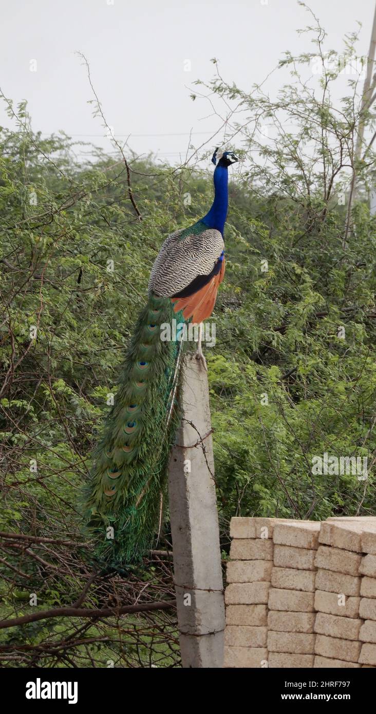 A beautiful Indian peafowl with colorful tail in its natural habitat in ...