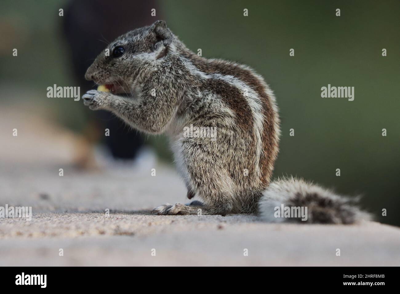 Tamia animal hi-res stock photography and images - Alamy