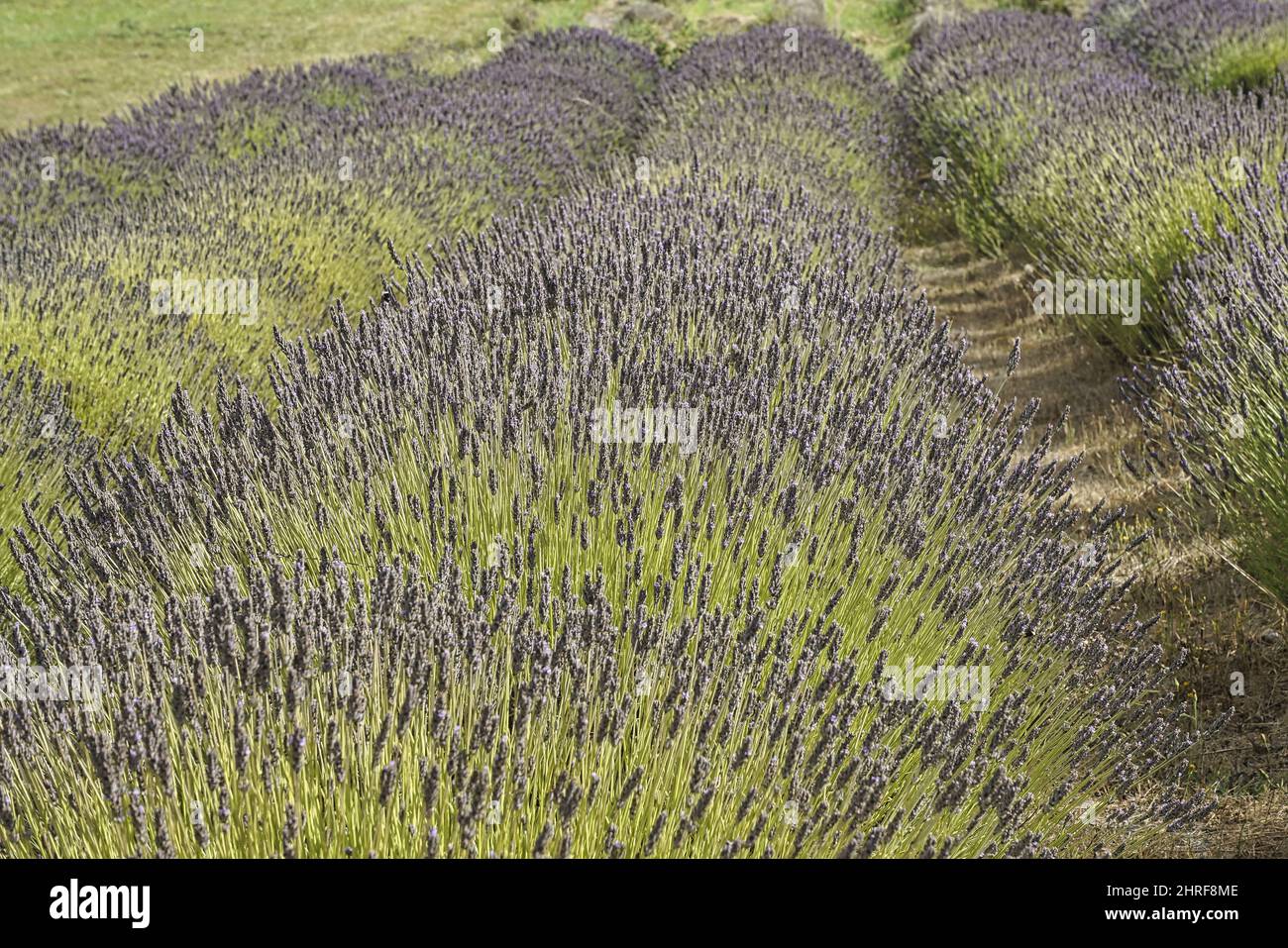 Beautiful lavender field, San Juan Island WA Stock Photo - Alamy