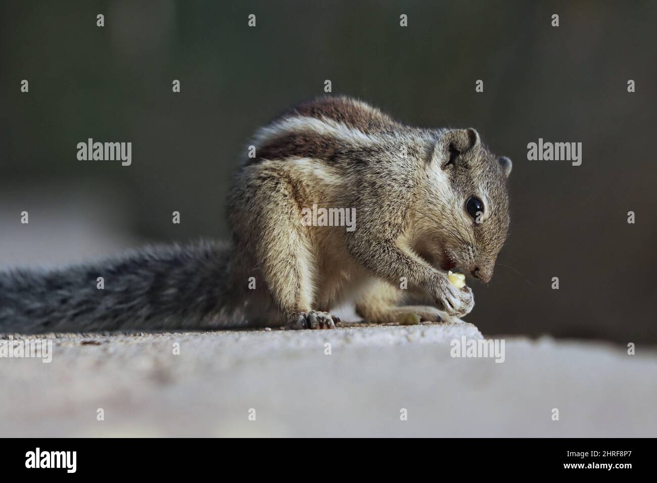 Close-up shot of a small cute Tamia gnawing food on a blurred ...