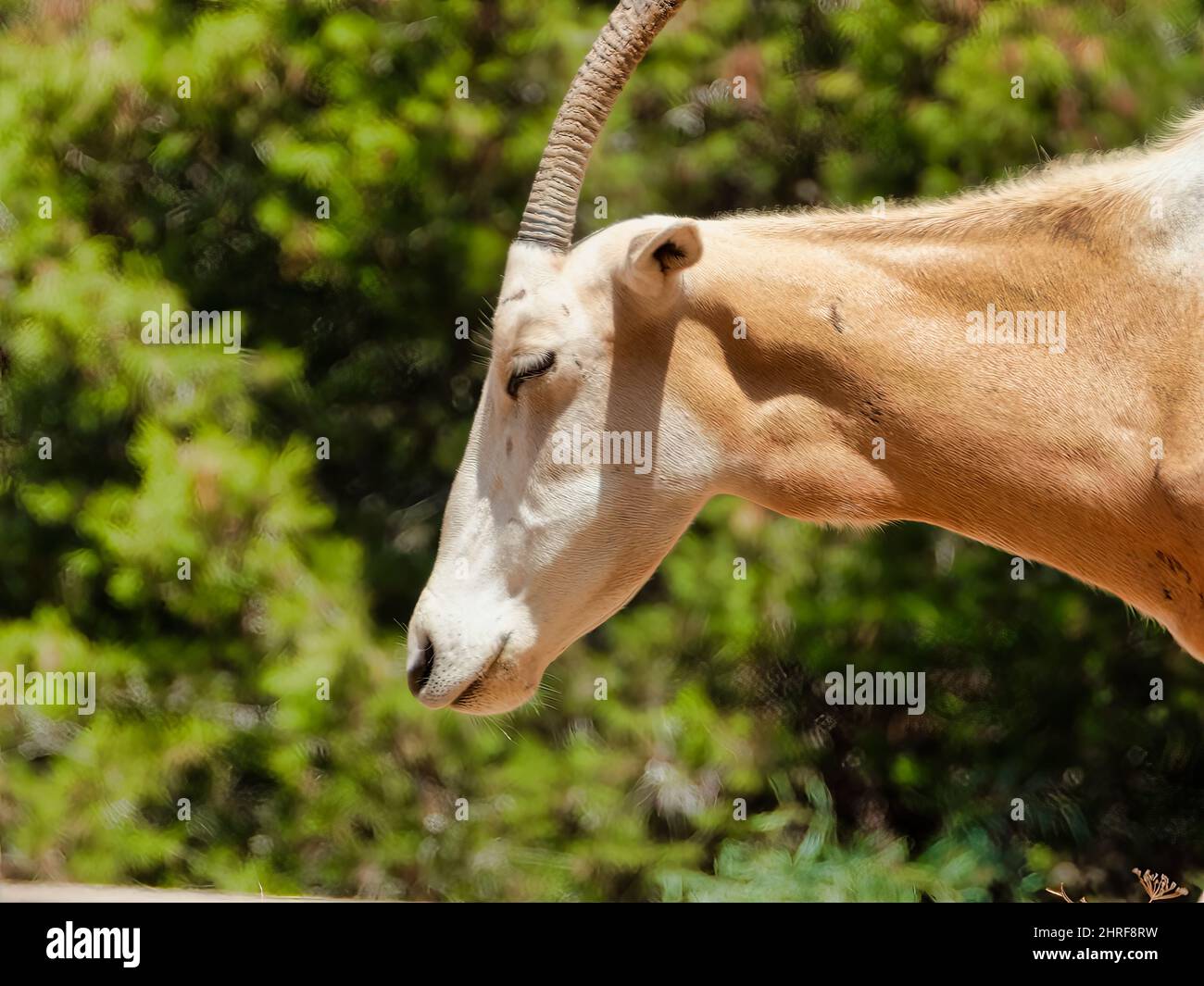 Beautiful Gazelle in the zoo Stock Photo - Alamy