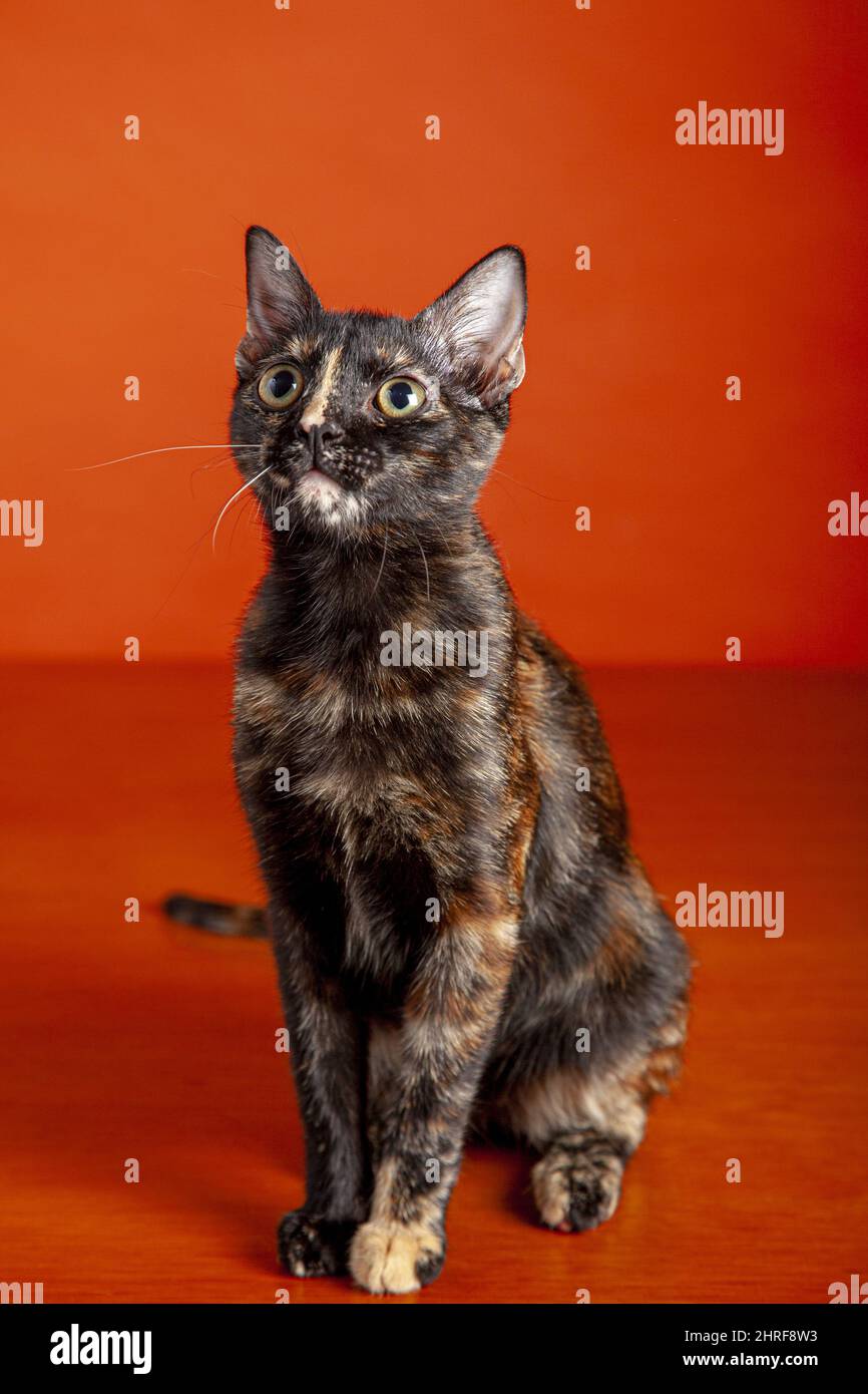 Vertical closeup of a cute tortoiseshell cat Stock Photo - Alamy