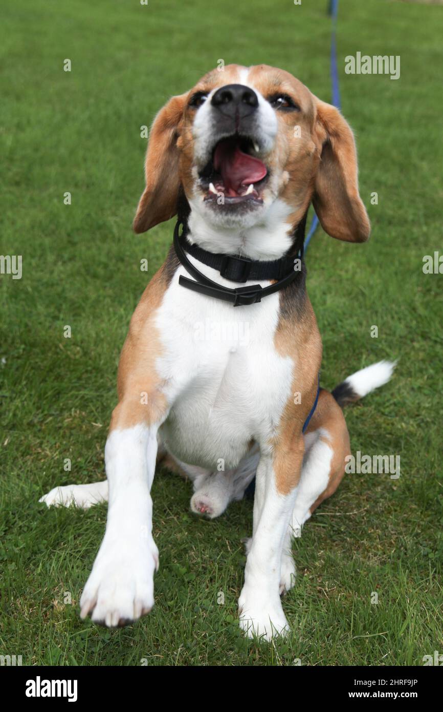 Vertical portrait of a playful beagle with a collar around its neck ...