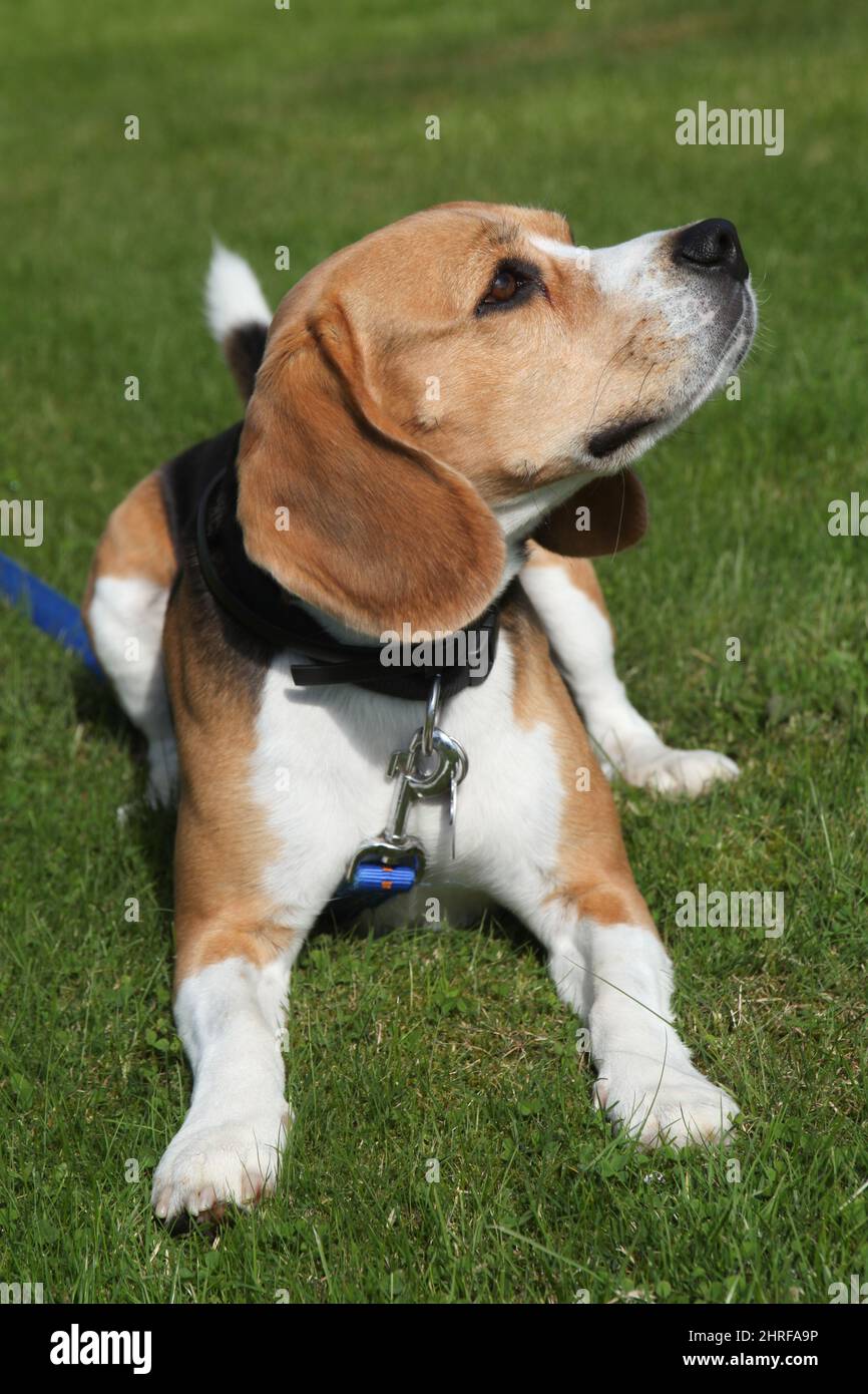 A vertical portrait of a beagle with a collar around its neck sitting ...