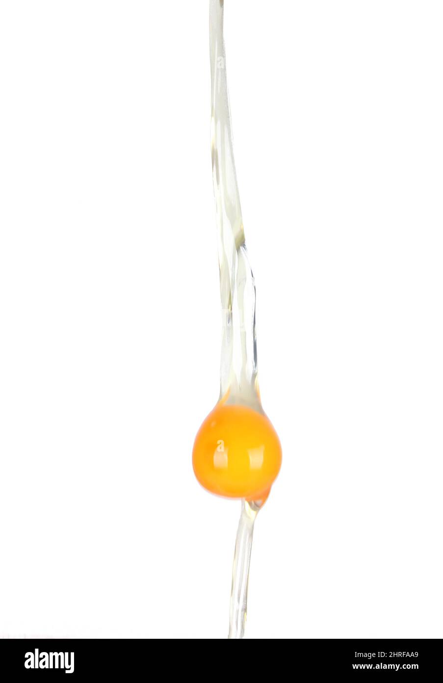 Vertical of an egg white being separated from a yolk isolated on a ...