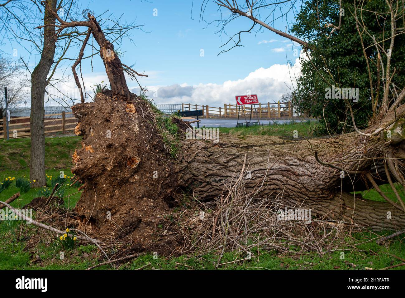 Dorney, Buckinghamshire, UK. 24th February, 2022. Another tree ripped ...