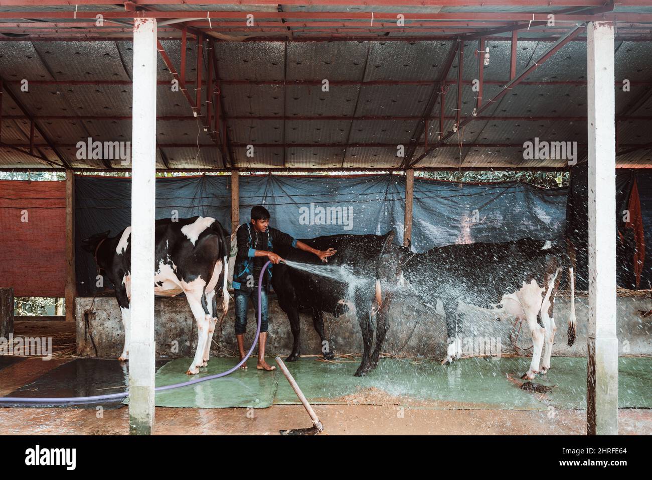 Keraniganj, Bangladesh - January 18, 2020. Dairy Farm. Cow getting ...