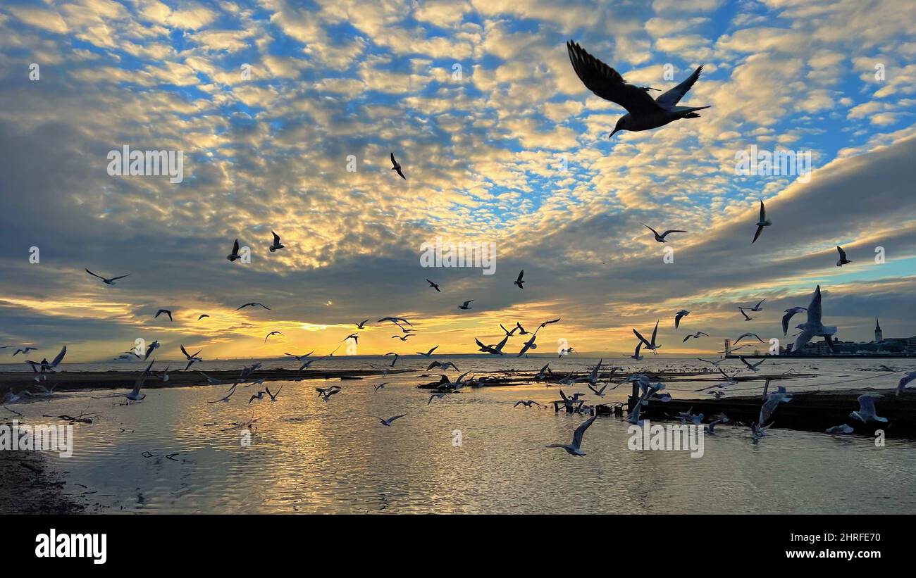 Bird birds seabirds seabird environment seabirds hi-res stock ...
