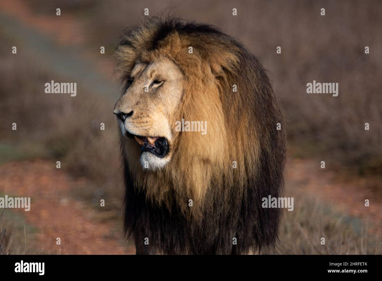 an African lion with a large mane Stock Photo - Alamy