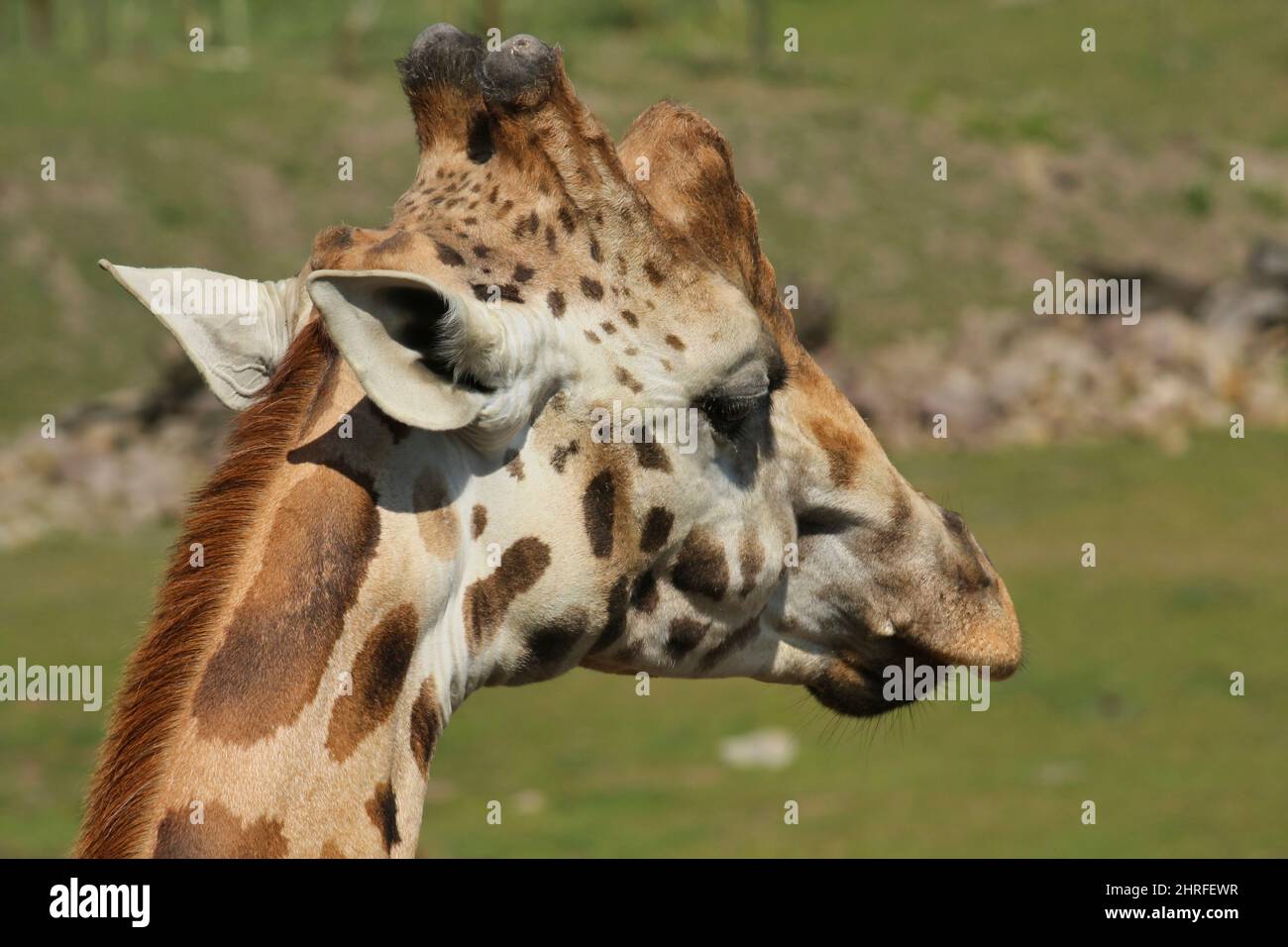 Beautiful portrait of a giraffe in the zoo. Due to the blurred ...