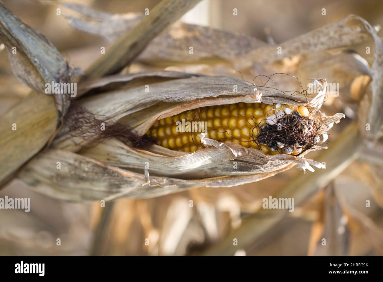 Parched field hi-res stock photography and images - Alamy