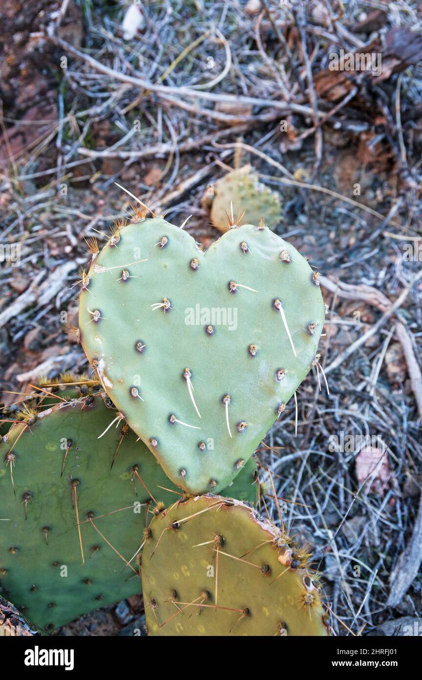a heart shaped beavertail cactus pad representing prickly love Stock ...