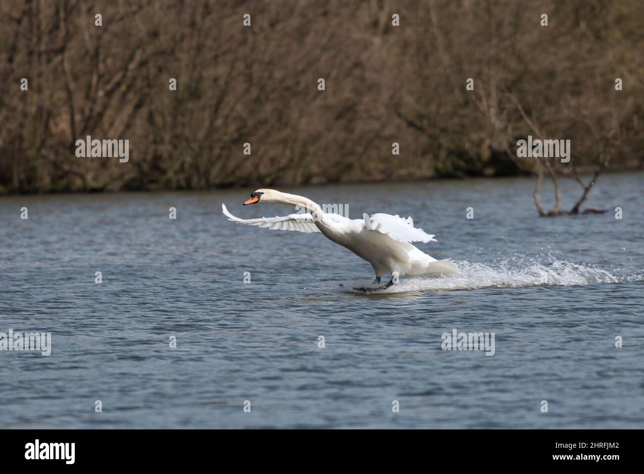 Approach to swan hi-res stock photography and images - Alamy