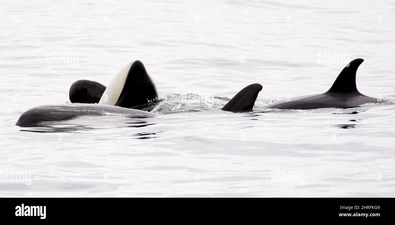 A young orca whale plays in Chatham Sound near Prince Rupert, B.C ...