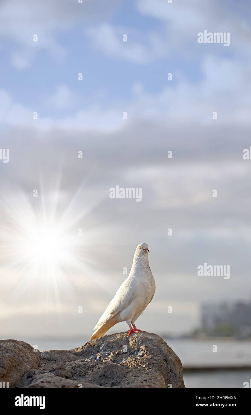 Lovely dove - elegant and beautiful. A dove - elegant and beautiful ...