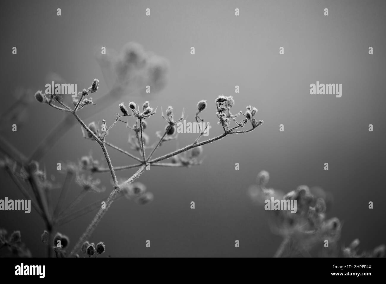Frosted flower hi-res stock photography and images - Alamy