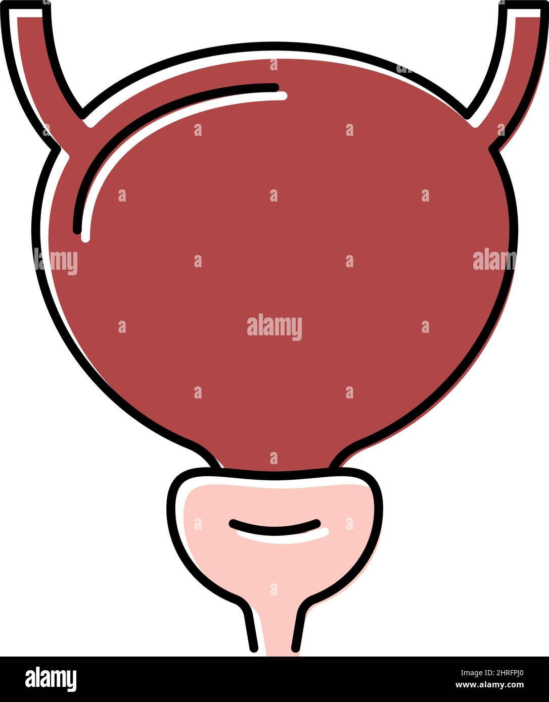 bladder human organ color icon vector illustration Stock Vector Image ...