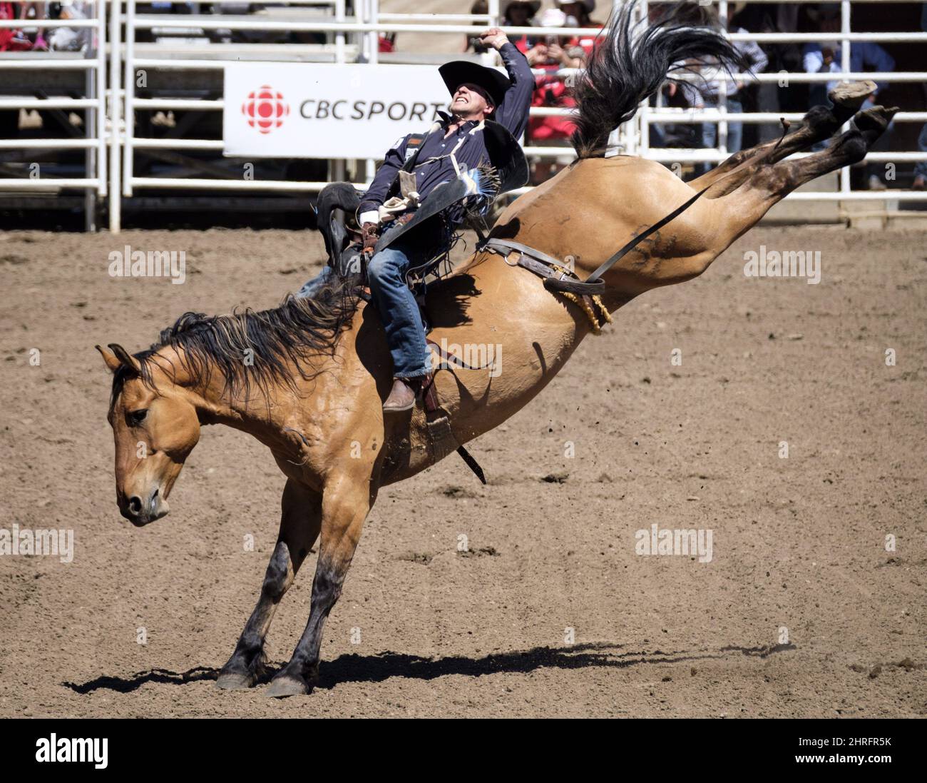 Cole Goodine, from Carbon, Alta., rides Fallen Timber during bareback ...
