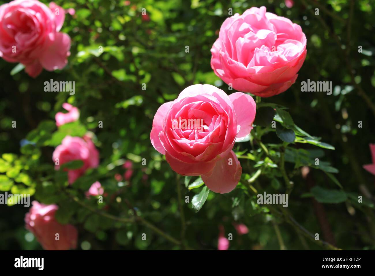 two little beautiful pink peony roses at a green shrub are blooming in ...