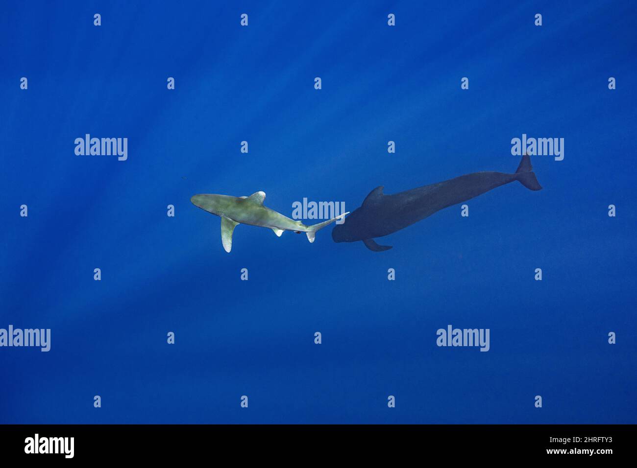 oceanic whitetip shark, Critically Endangered Species (IUCN ...