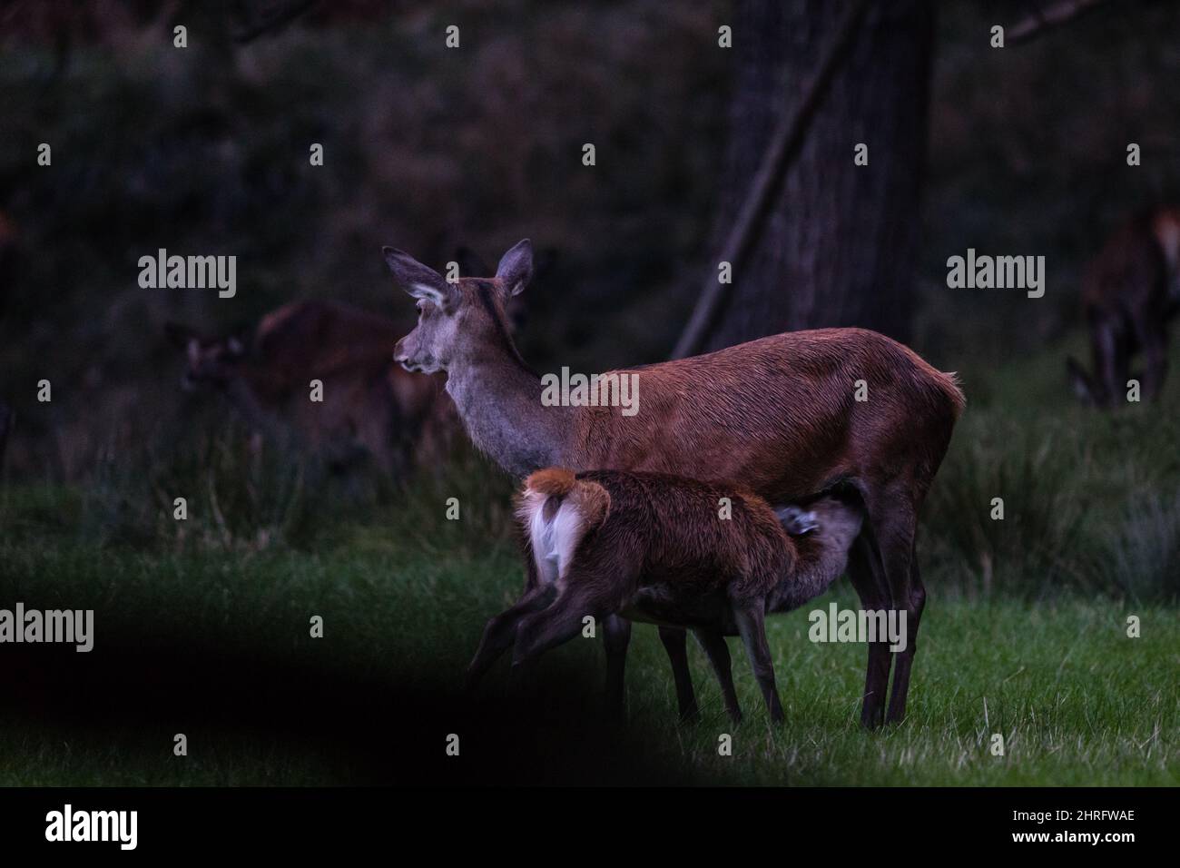 Fawn and dawn hi-res stock photography and images - Alamy