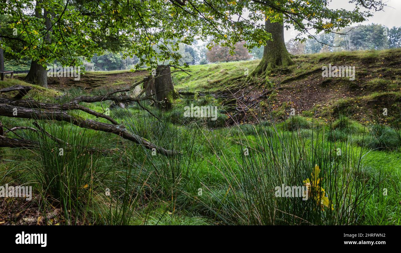 Here Nature Reclaims Its Forest Lush Colors Dead Wood And Various Plants Characterize The