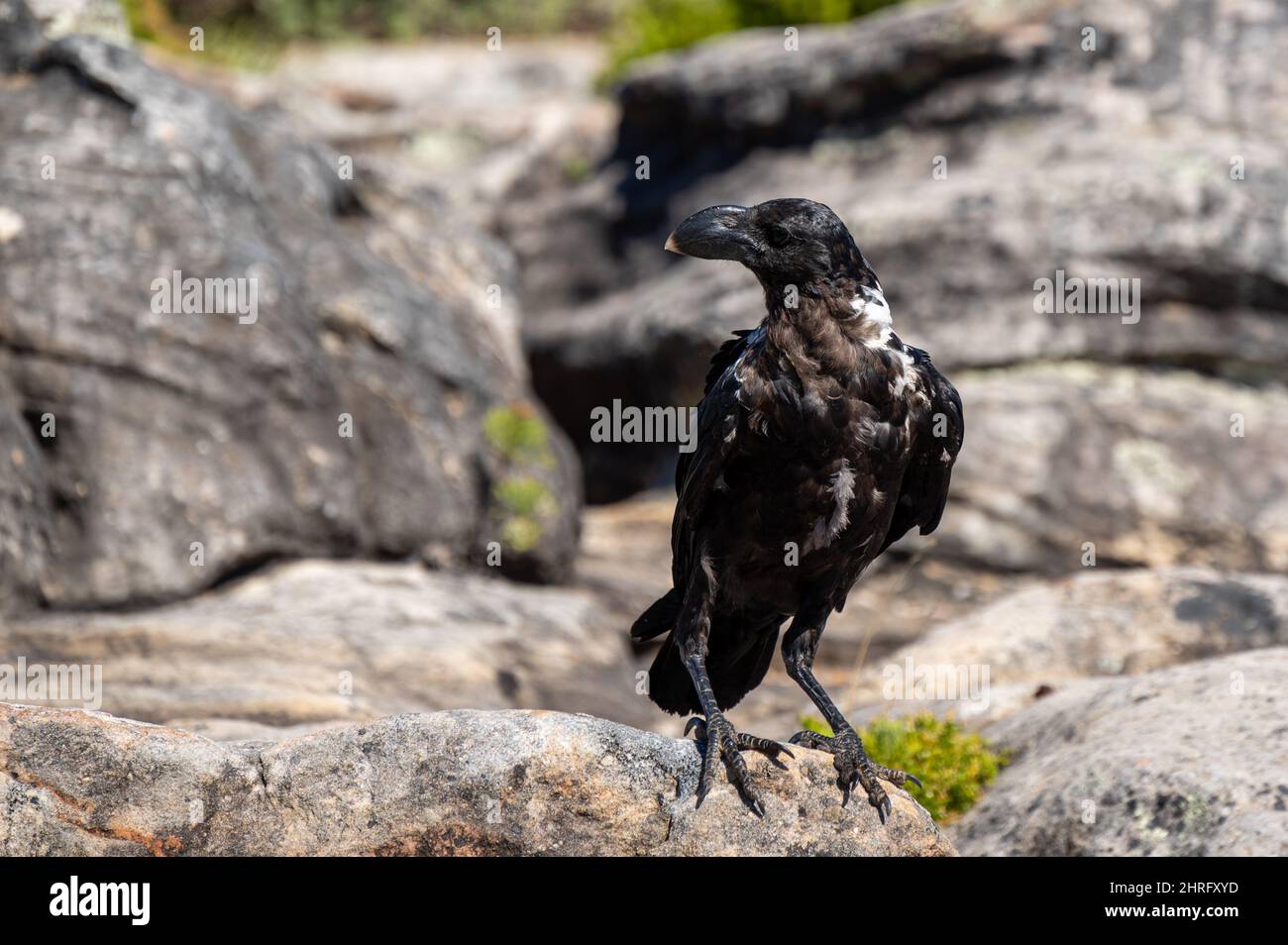 A vulture raven on top of Table Mountain in Cape Town Stock Photo - Alamy