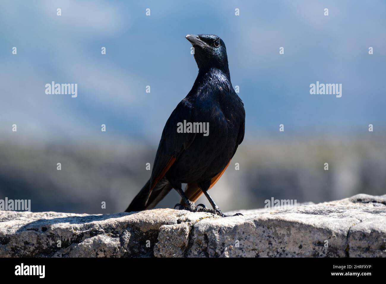 A red-winged starling on top of Table Mountain in Cape Town Stock Photo ...